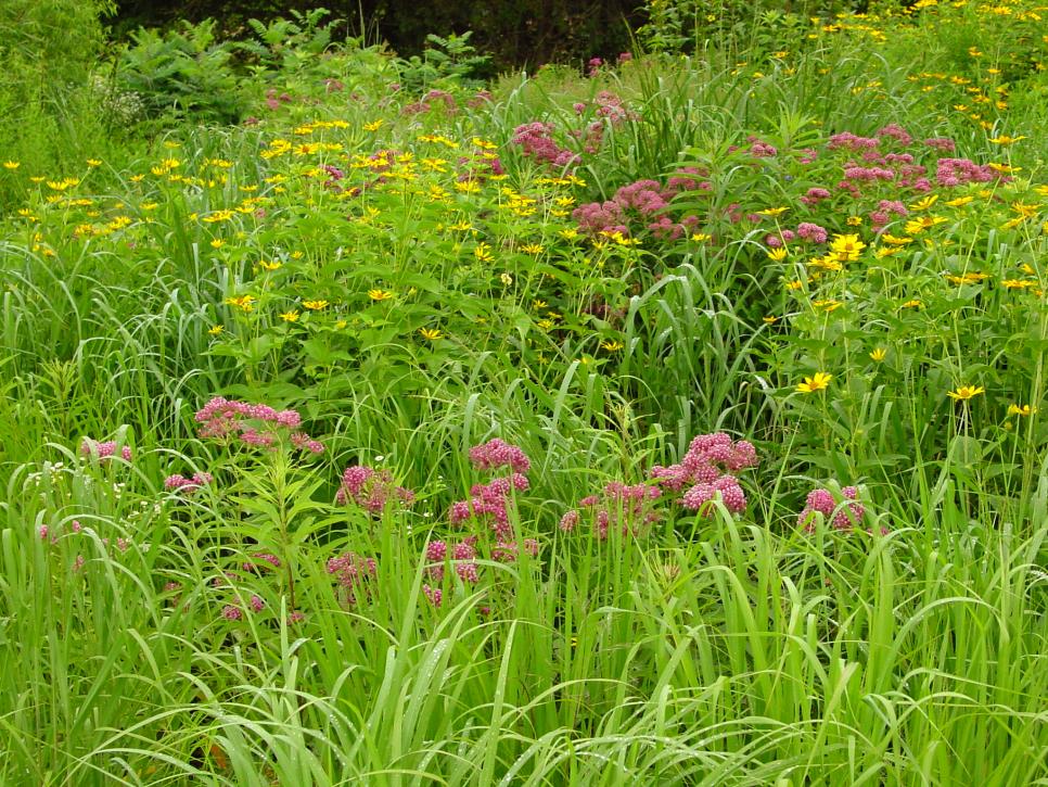 Best Flowers For Midwest Gardens at Sara Mccall blog