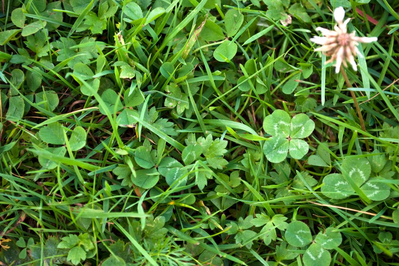 How To Find A Four Leaf Clover HGTV