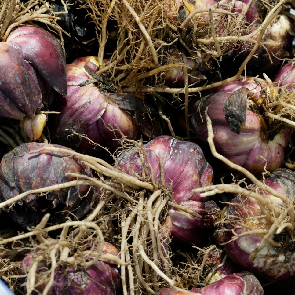 Identifying Bulb Types Understanding Bulbs Corms Rhizomes And Tubers Identifying Bulb Types Understanding Bulbs Corms Rhizomes And Tubers