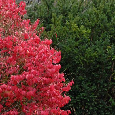 Do Birds Eat Burning Bush Berries Iupilon | atelier-yuwa.ciao.jp