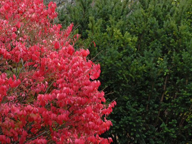 Burning Bush Plant Facts | HGTV