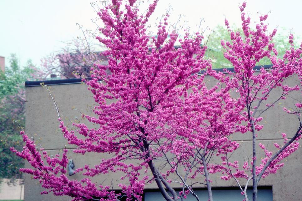 13 Flowering Trees for Year-Round Color | HGTV