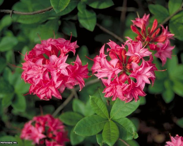 A Gallery of Azalea Photos | HGTV