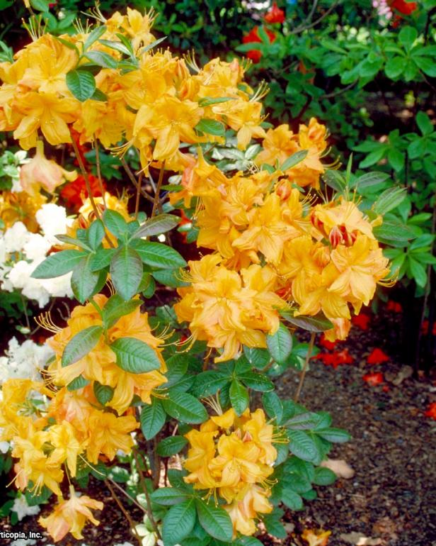 Azalea