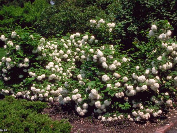 How to Grow and Care for Snowball Bush Viburnum | HGTV