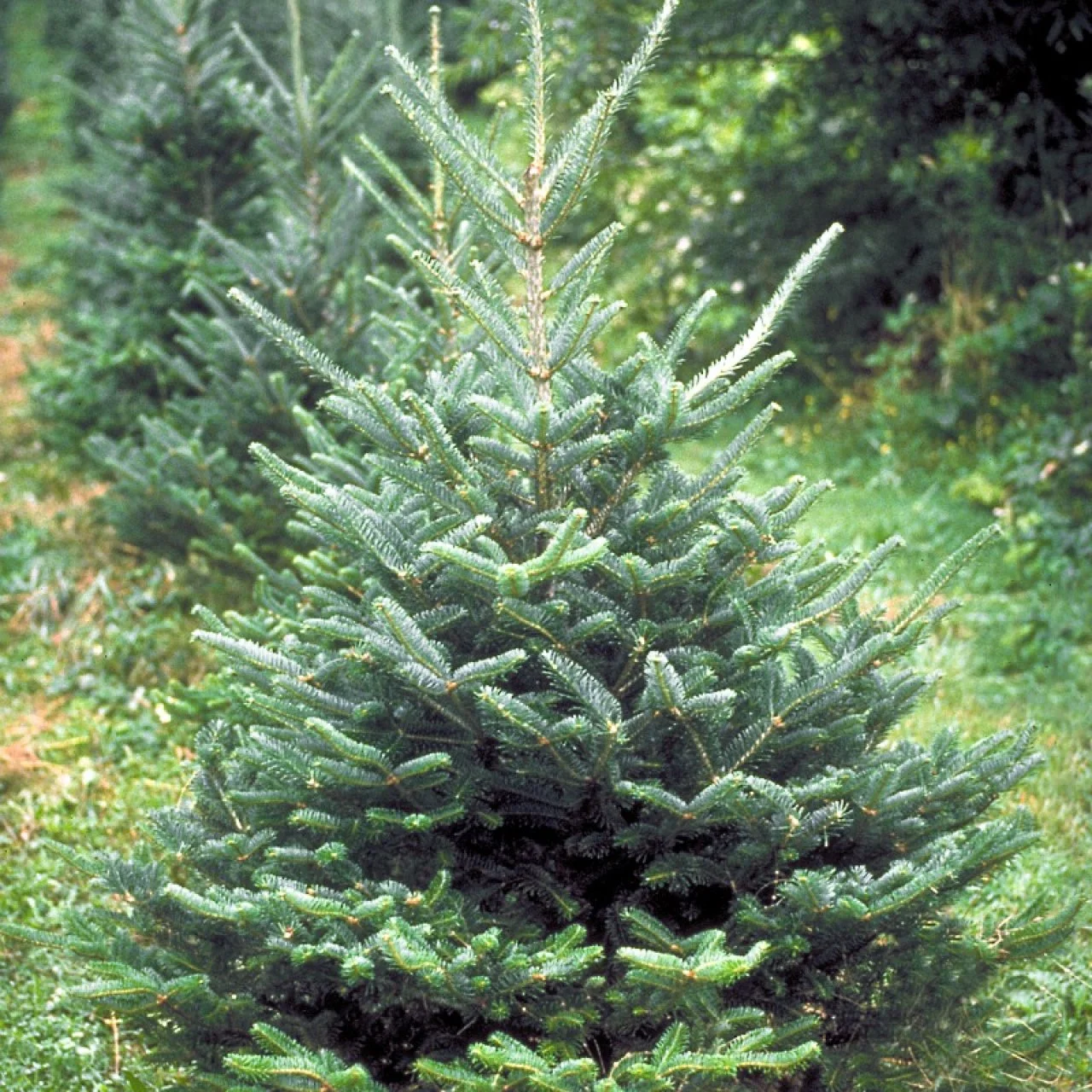 Ral Pics Of Chrismas Tree 4FT Norway Spruce (Traditional Tree) | Real