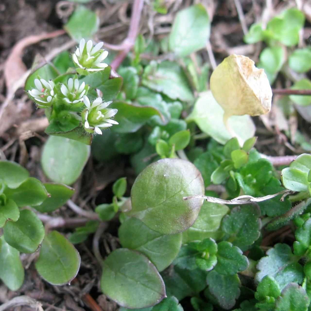 Edible Chickweed