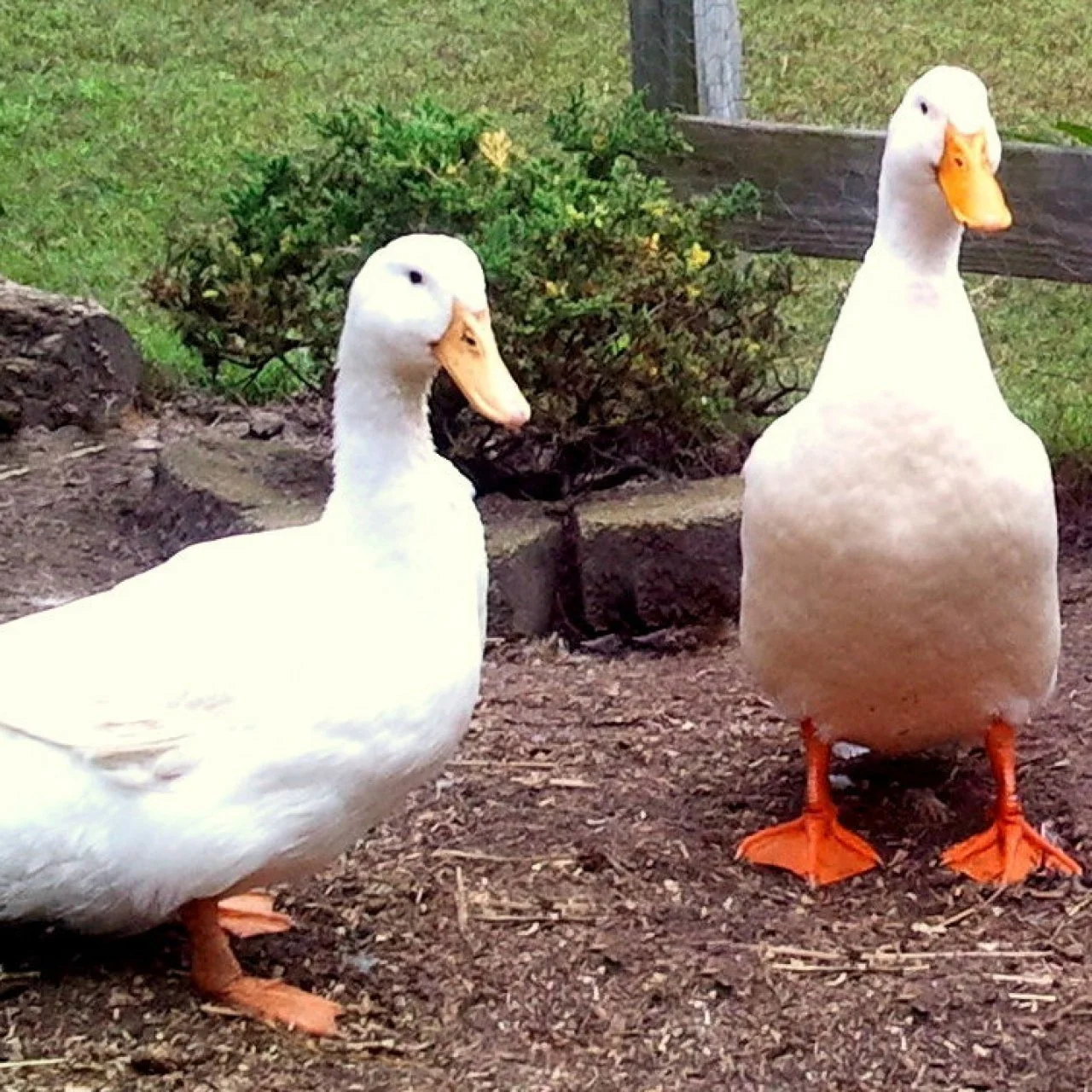Images Of Duck Breeds Duck Breeds & Turkeys