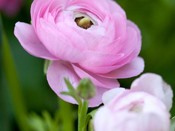 Planting Ranunculus | HGTV