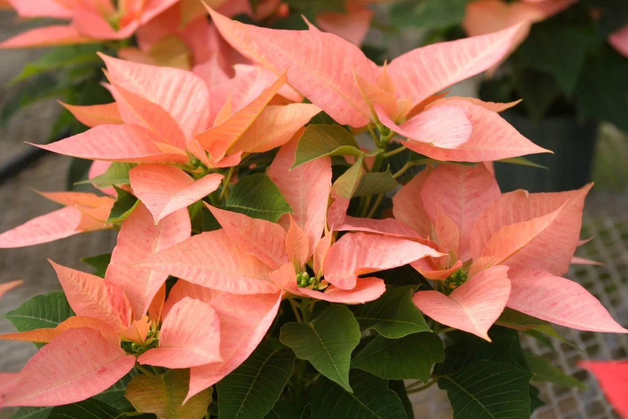 23 Poinsettia Colors and Varieties HGTV