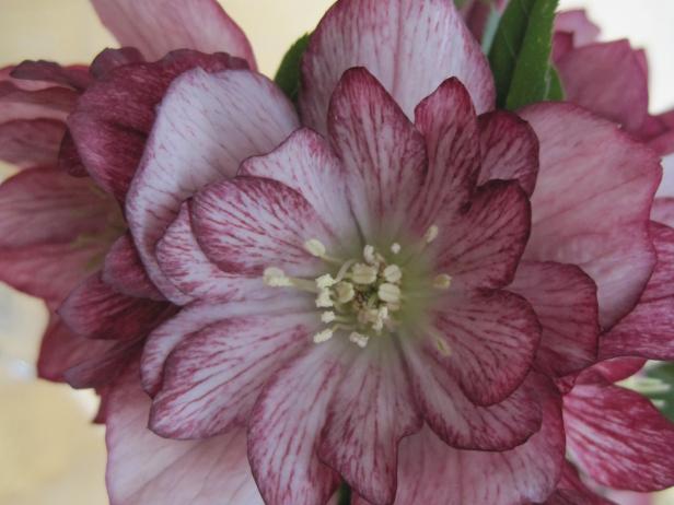 How to Plant, Grow and Care for Hellebore | HGTV