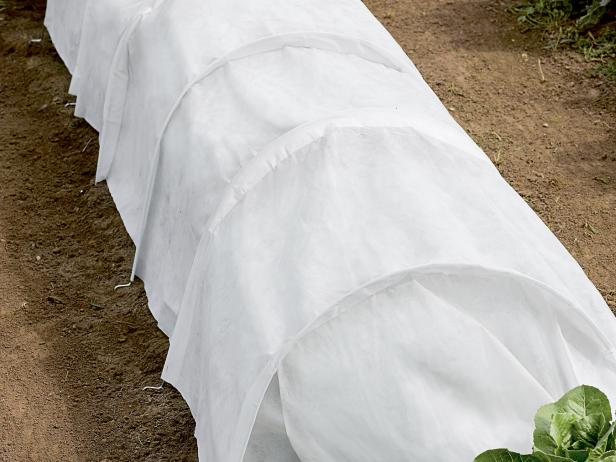 Protect Plants With Row Covers | HGTV