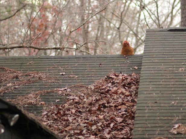 Can Chickens Fly? | HGTV