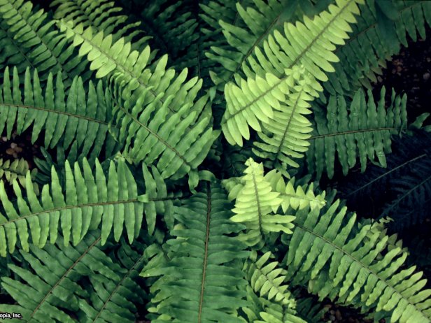 Growing Boston Fern | HGTV