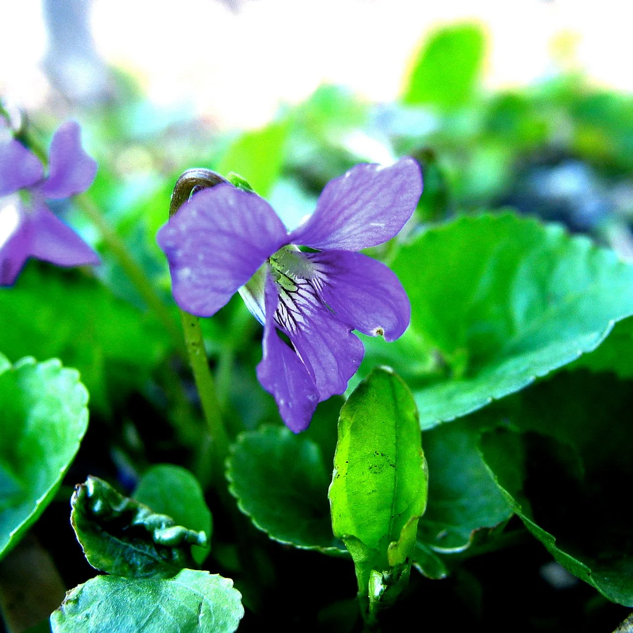 Foraging for the Common Blue Violet HGTV