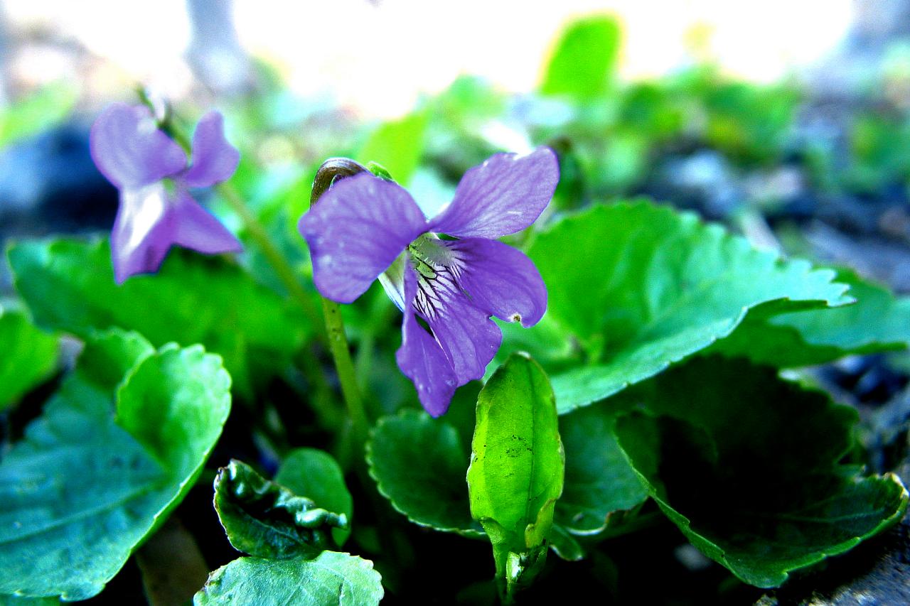 Foraging for the Common Blue Violet | HGTV