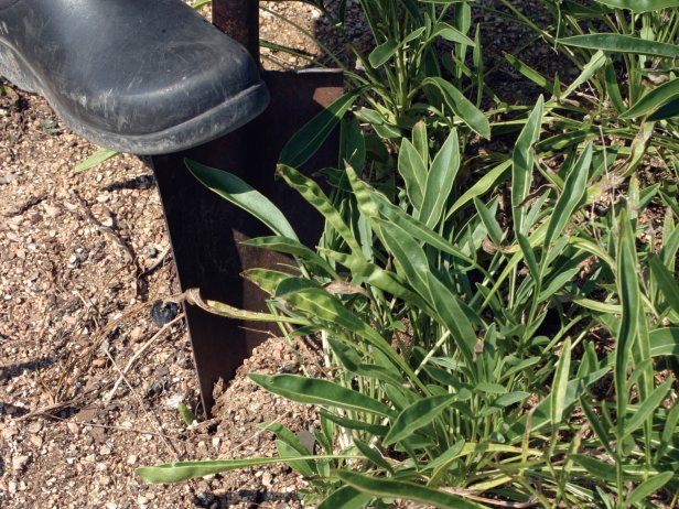 How to Transplant Perennials | HGTV