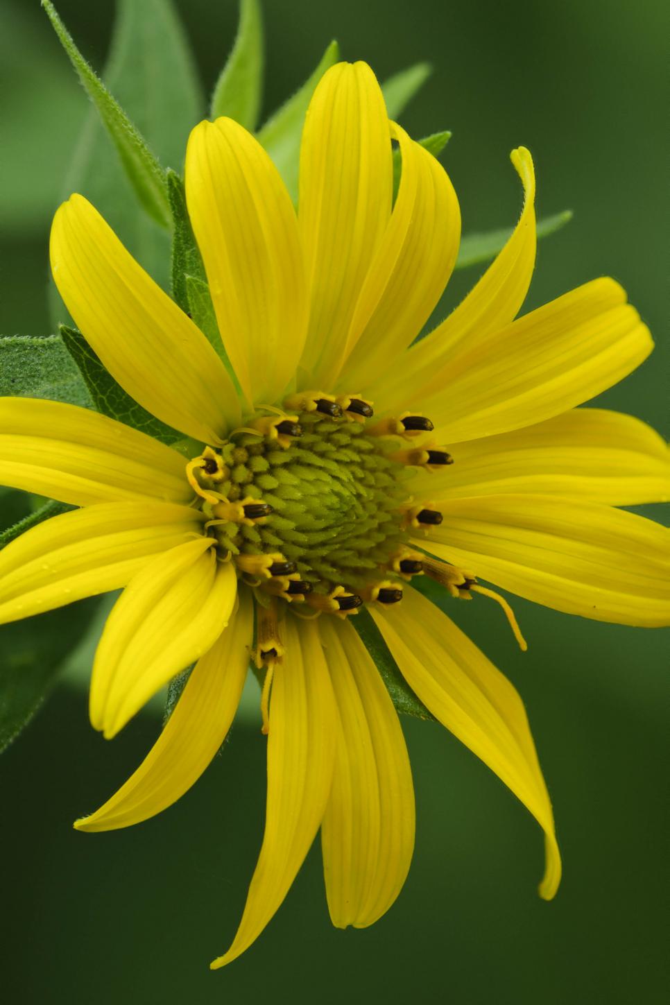 Types of Sunflowers | HGTV