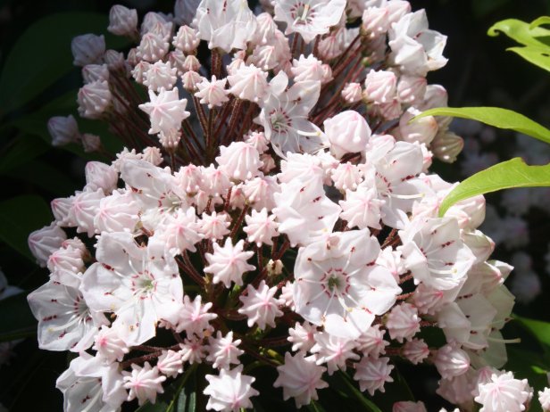 How to Grow and Care for Mountain Laurel | HGTV