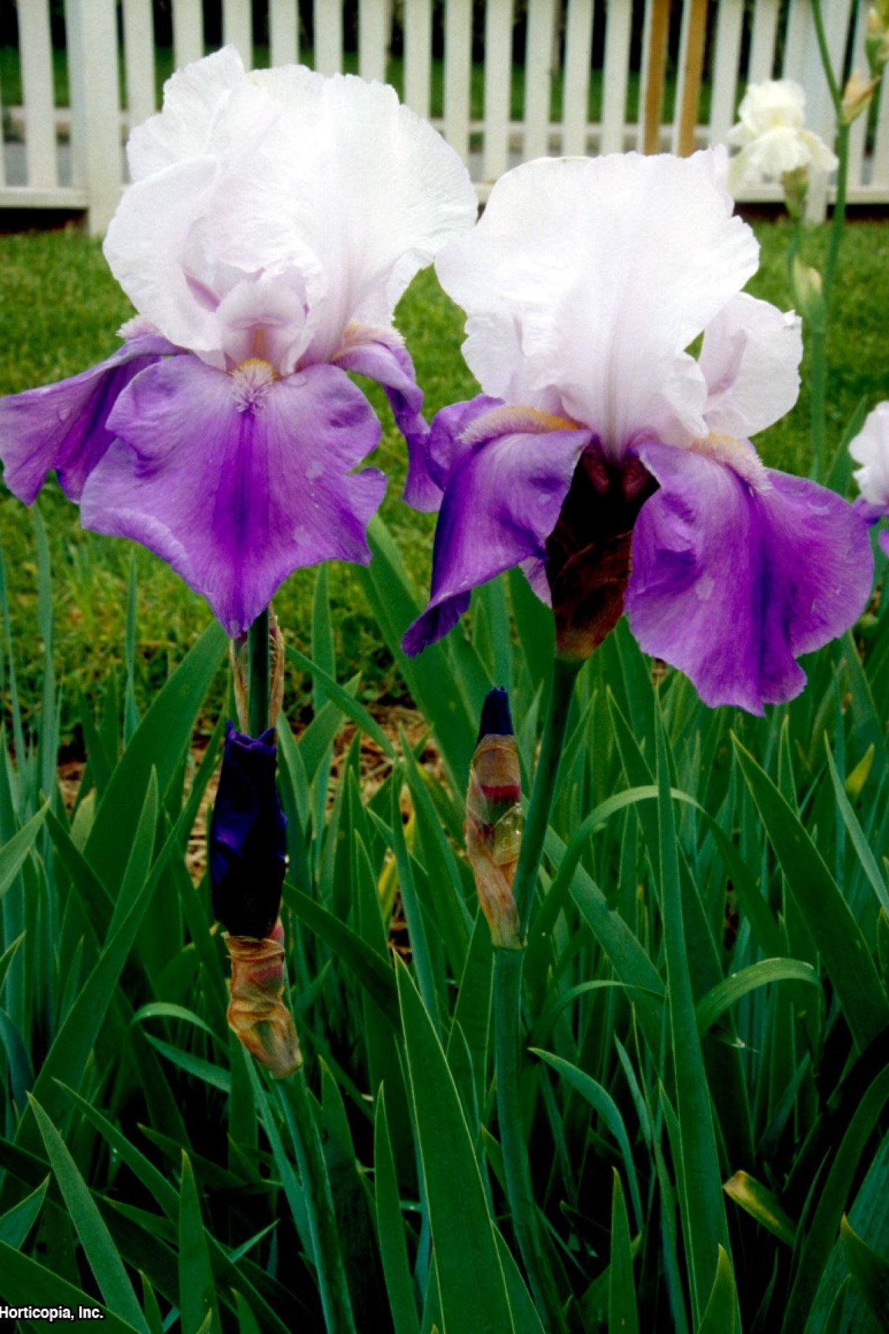 Bearded Iris | HGTV