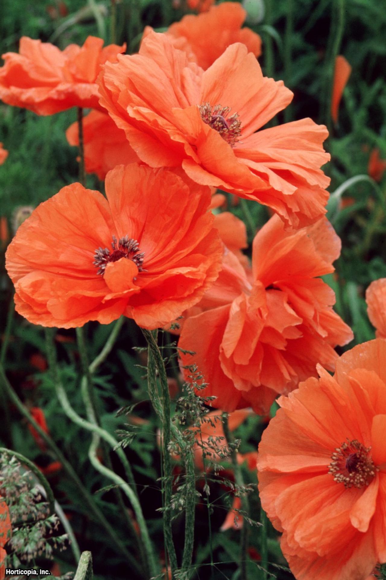 How To Plant Oriental Poppy Plants at Claire Hawes blog
