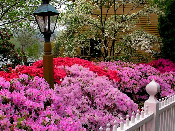 Reasons Why Your Azaleas Aren't Blooming | HGTV