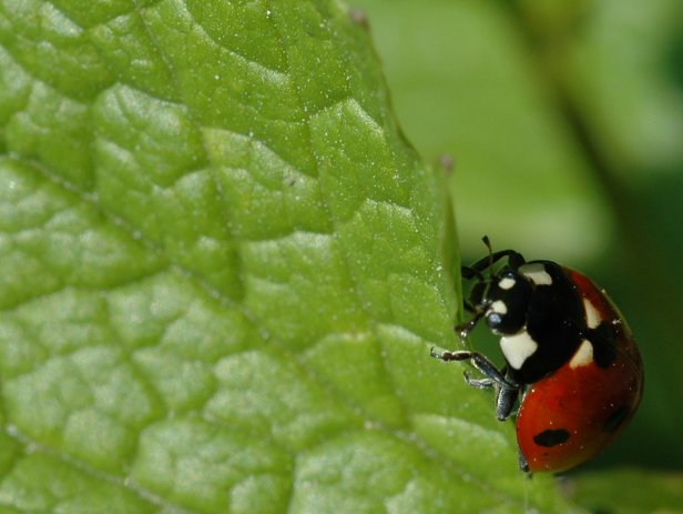 Find Out What Ladybugs Eat | HGTV
