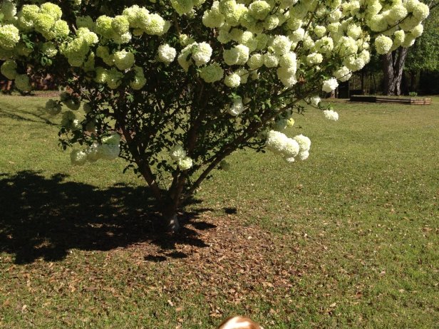 How to Grow and Care for Snowball Bush Viburnum | HGTV