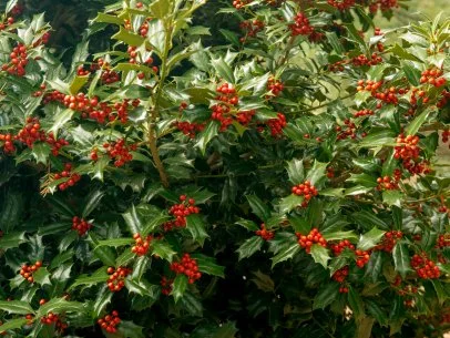 Care Of Holly Bushes Shrubs