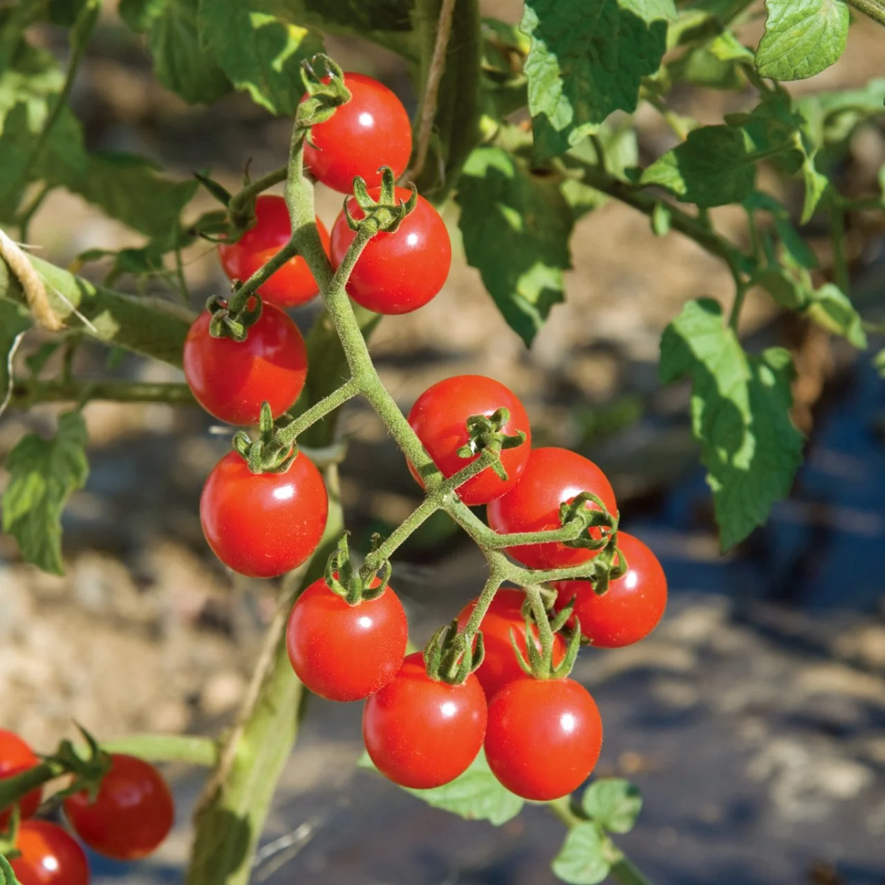 Patio Bush Tomato Plants