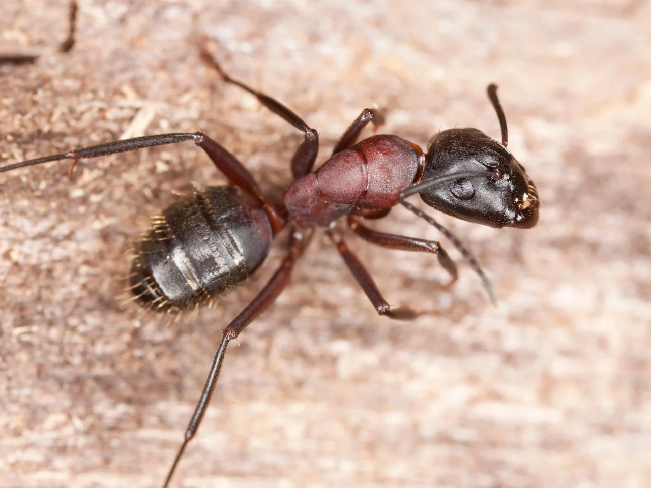 Get rid of carpenter ants store