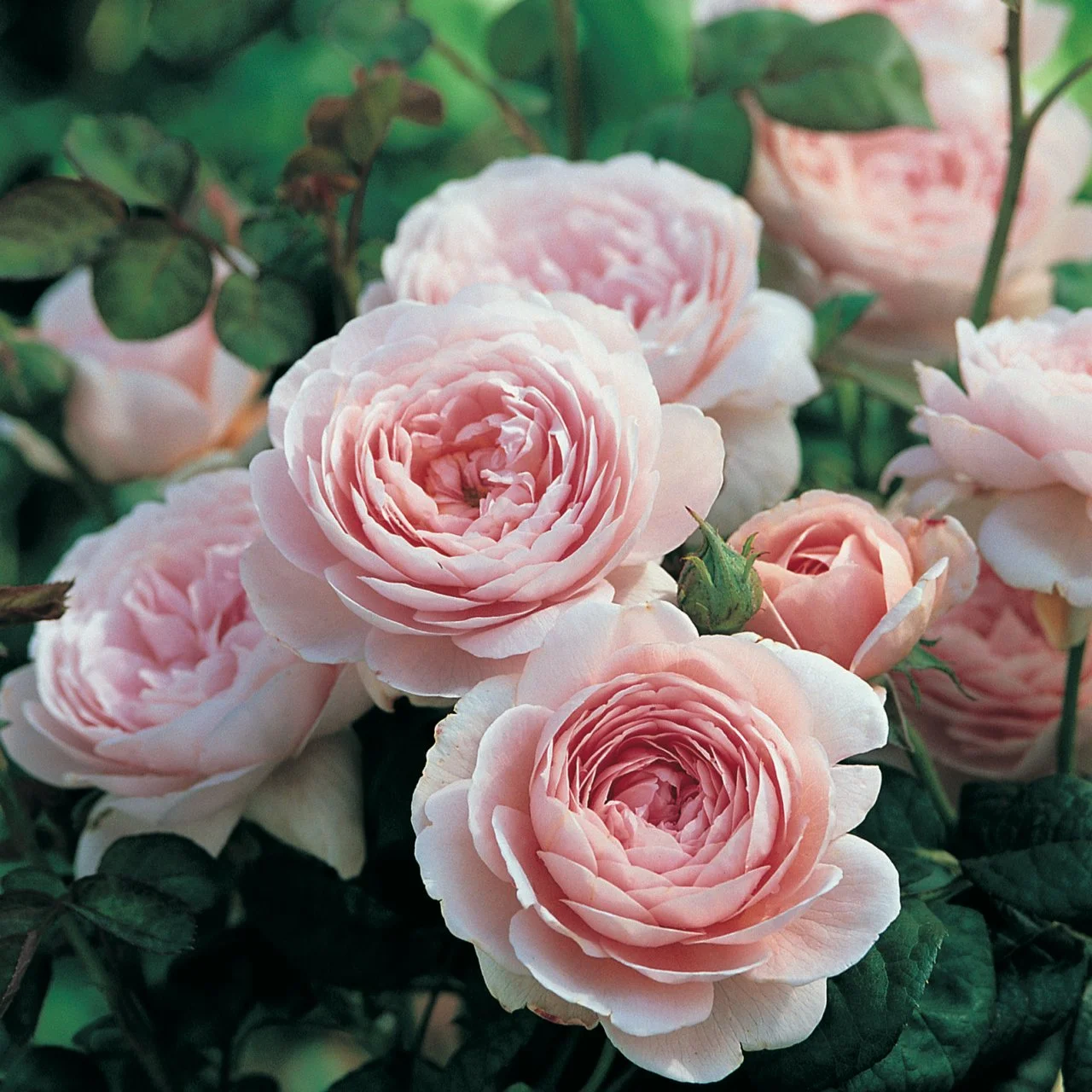Fascinating Facts About Rose Fragrance HGTV