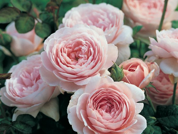 Fascinating Facts About Rose Fragrance | HGTV