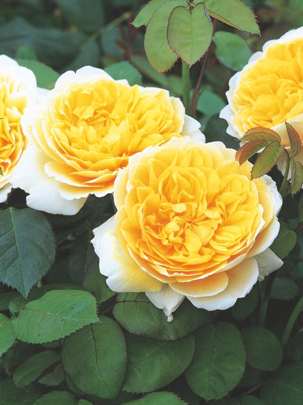 Everything You Need to Know About Roses | HGTV