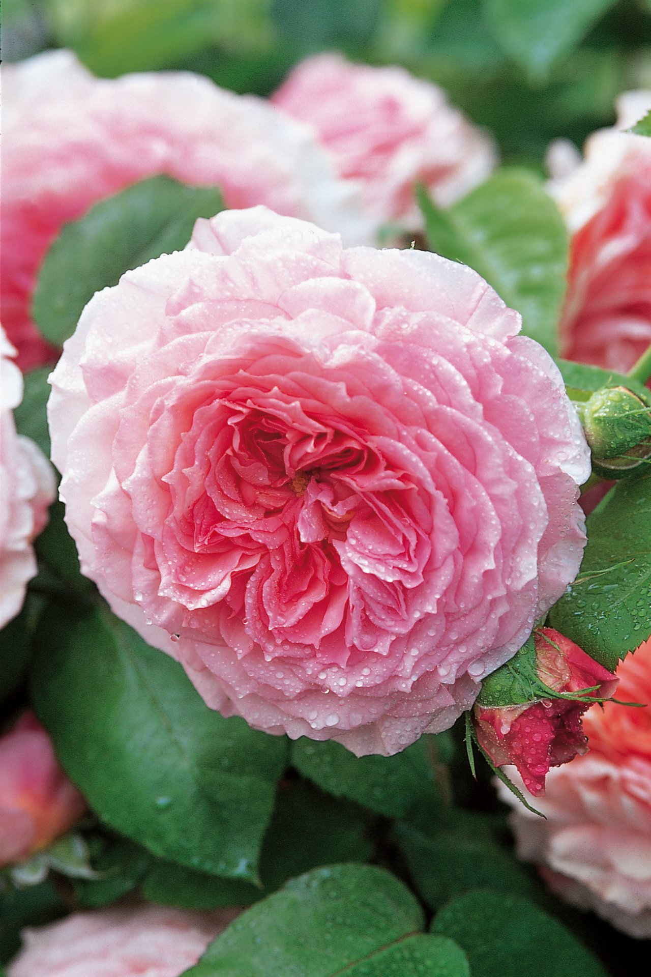 How to Care for Roses | HGTV