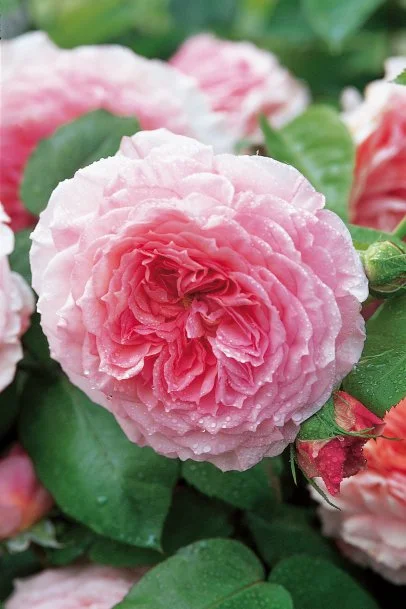 david austin when to prune roses