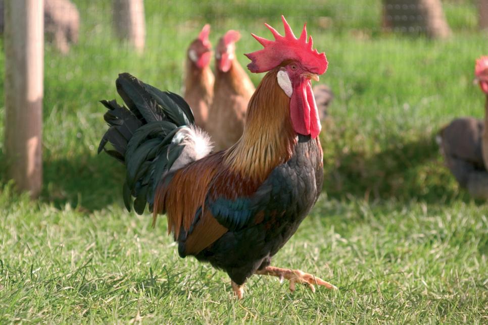 Heritage Chicken Breeds | HGTV