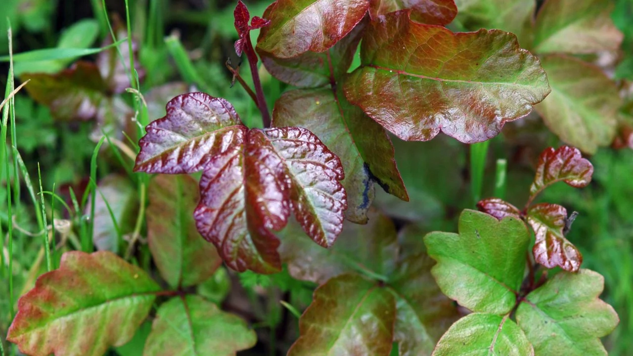 5 Leaf Poison Oak Poison Ivy Scouting | Buckeye Hills Agriculture And