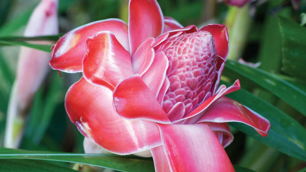 Hawaiian Tropical Plants Flowers By The Stem