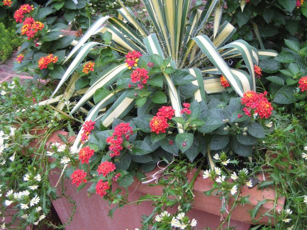 Refresh Your Container Garden This Summer | HGTV