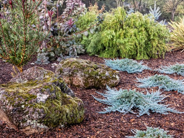 How to Choose, Plant and Grow Junipers | HGTV