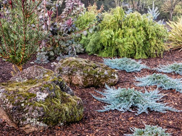 How to Choose, Plant and Grow Junipers | HGTV