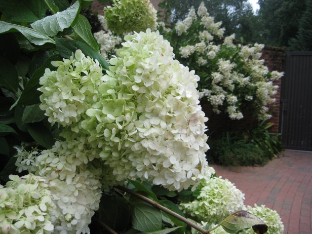 'Limelight' Hydrangeas Prized for Their Midsummer Flowers | HGTV