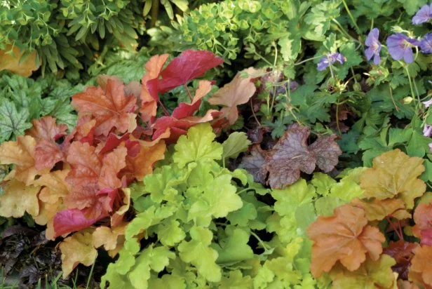 Plant These Six Perennials Before the First Fall Frost | HGTV