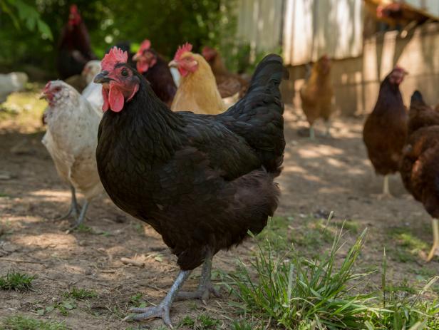 What Is Homesteading? | HGTV