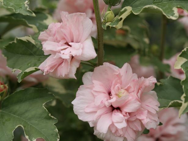 Rose of Sharon: How to Grow and When to Prune | HGTV