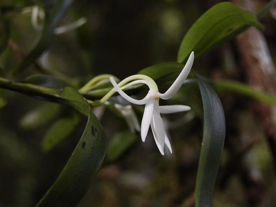 Exotic Orchids at the Chicago Botanic Garden | HGTV