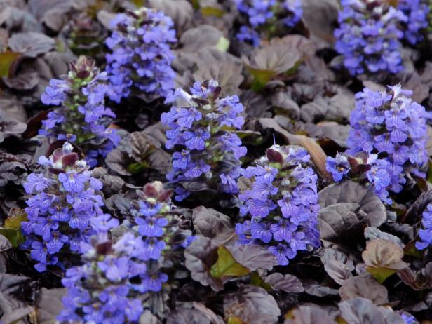 Bugleweed: A Perennial Groundcover That Loves the Shade | HGTV