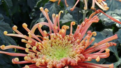 Spider Cremon Flower Meaning | Best Flower Site