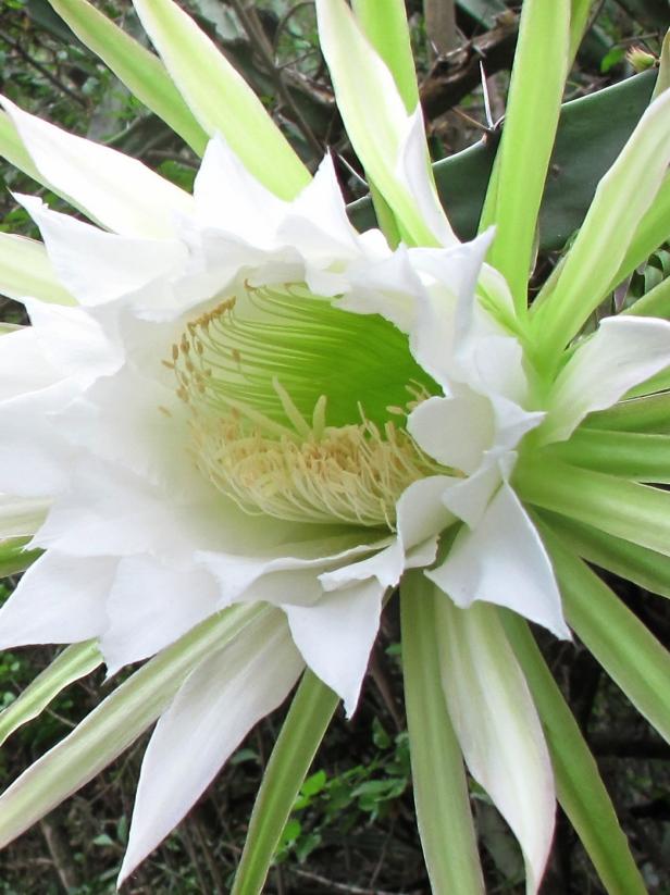 Plants and Landscaping Ideas for Southwestern Gardens | HGTV